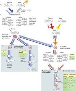 Techniques for optimizing the creation of mutations in zebrafish using ...
