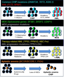 ‘CHIP’ping away at clonal hematopoiesis | Leukemia