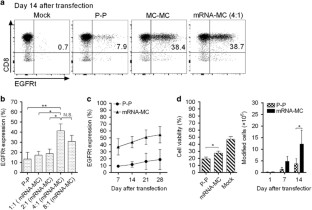 Enhanced CAR T-cell engineering using non-viral Sleeping Beauty transposition from minicircle ...