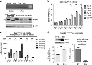 BCOR regulates myeloid cell proliferation and differentiation | Leukemia