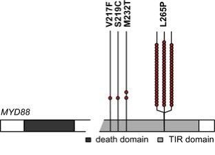 Genetic characterization of MYD88 -mutated lymphoplasmacytic lymphoma ...