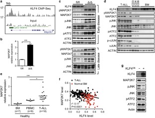 Inactivation of KLF4 promotes T-cell acute lymphoblastic leukemia and ...