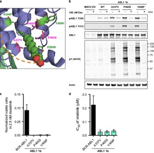 Identification and characterization of activating ABL1 1b kinase ...