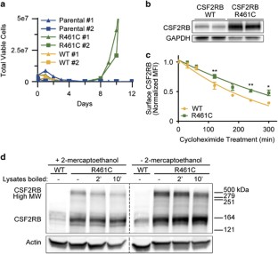 Discovery and functional characterization of a germline, CSF2RB ...