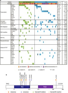 High frequency of RUNX1 mutation in myelodysplastic syndrome patients ...