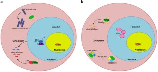 Biological and clinical consequences of NPM1 mutations in AML | Leukemia