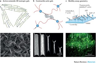 Active matter at the interface between materials science and cell ...