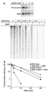 AlkB-mediated oxidative demethylation reverses DNA damage in ...