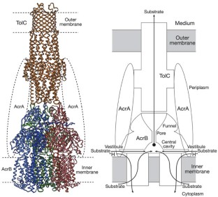 Crystal structure of bacterial multidrug efflux transporter AcrB | Nature
