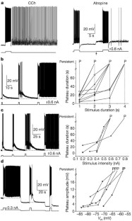 Graded persistent activity in entorhinal cortex neurons | Nature