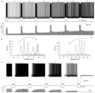 Graded persistent activity in entorhinal cortex neurons | Nature