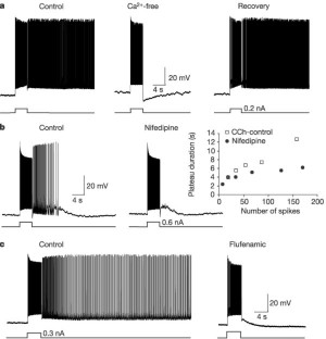 Graded persistent activity in entorhinal cortex neurons | Nature