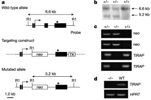 The adaptor molecule TIRAP provides signalling specificity for Toll ...