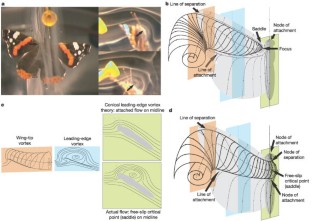 Unconventional lift-generating mechanisms in free-flying butterflies ...