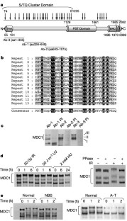 MDC1 is a mediator of the mammalian DNA damage checkpoint | Nature