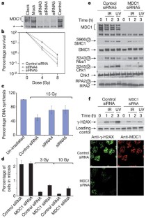 MDC1 is a mediator of the mammalian DNA damage checkpoint | Nature