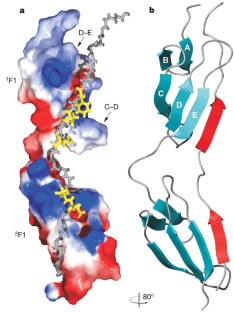 Pathogenic bacteria attach to human fibronectin through a tandem β ...