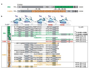 Pathogenic bacteria attach to human fibronectin through a tandem β ...