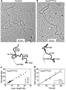 RecBCD enzyme is a DNA helicase with fast and slow motors of opposite ...