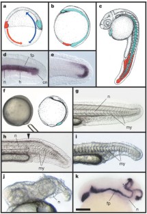 The molecular nature of the zebrafish tail organizer | Nature