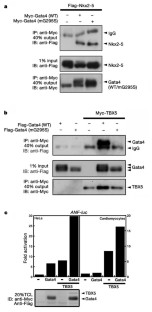 GATA4 mutations cause human congenital heart defects and reveal an ...