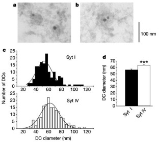 Different domains of synaptotagmin control the choice between kiss-and ...