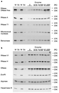 RNA molecules stimulate prion protein conversion | Nature