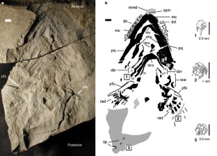 The oldest articulated chondrichthyan from the Early Devonian period ...