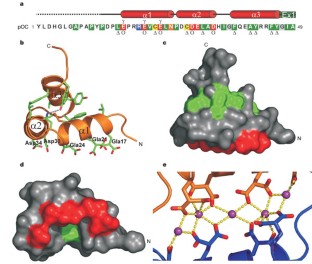 Bone recognition mechanism of porcine osteocalcin from crystal ...
