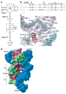 Crystal structure of a zinc-finger–RNA complex reveals two modes of ...