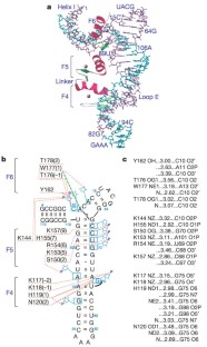 Crystal structure of a zinc-finger–RNA complex reveals two modes of ...