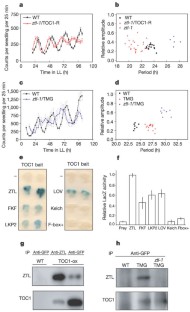 Targeted degradation of TOC1 by ZTL modulates circadian function in ...