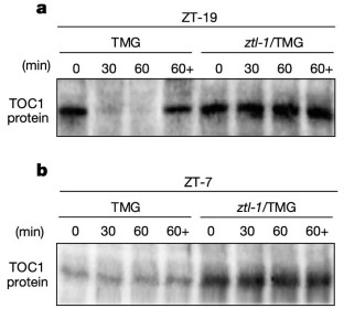 Targeted degradation of TOC1 by ZTL modulates circadian function in ...