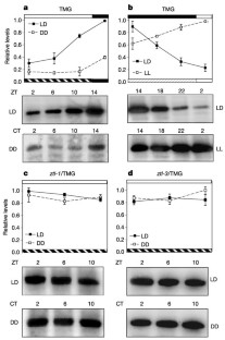 Targeted degradation of TOC1 by ZTL modulates circadian function in ...
