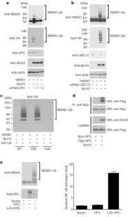 Bcl10 activates the NF-κB pathway through ubiquitination of NEMO | Nature