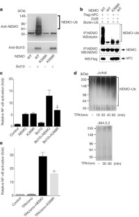 Bcl10 activates the NF-κB pathway through ubiquitination of NEMO | Nature