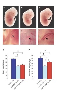 Birth of parthenogenetic mice that can develop to adulthood | Nature