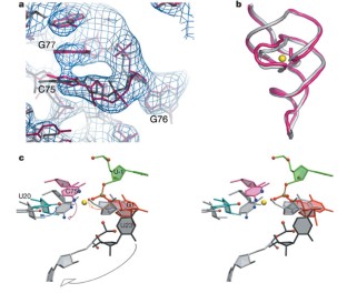A conformational switch controls hepatitis delta virus ribozyme ...