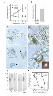 A proteoglycan mediates inductive interaction during plant vascular ...
