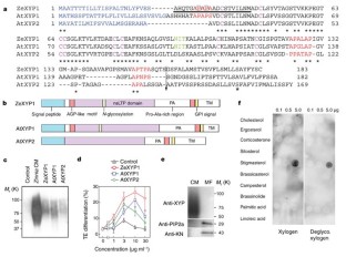A proteoglycan mediates inductive interaction during plant vascular ...