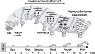 Aggression by polyembryonic wasp soldiers correlates with kinship but ...