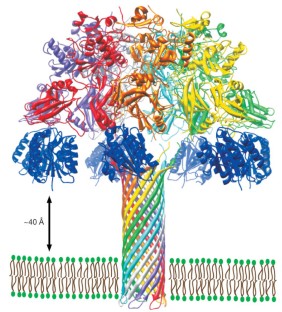 Crystal structure of a complex between anthrax toxin and its host cell ...