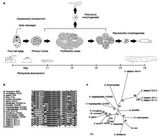 Early blastomere determines embryo proliferation and caste fate in a ...