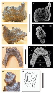 New material of the earliest hominid from the Upper Miocene of Chad ...