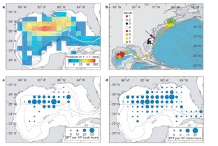 Electronic tagging and population structure of Atlantic bluefin tuna ...