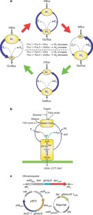 A synthetic gene–metabolic oscillator | Nature