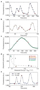 A synthetic gene–metabolic oscillator | Nature
