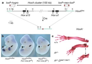 Early developmental arrest of mammalian limbs lacking HoxA / HoxD gene ...