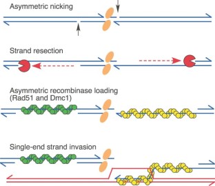Endonucleolytic processing of covalent protein-linked DNA double-strand ...