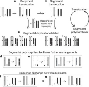 Human subtelomeres are hot spots of interchromosomal recombination and ...